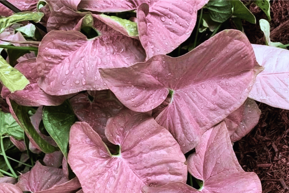 SHOPPING GARDEN Singônio Rosa